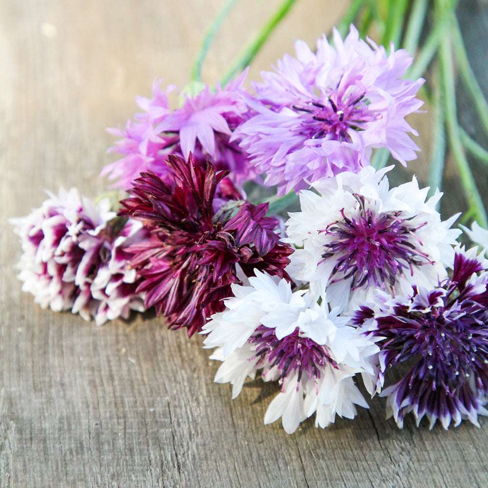 Buy Cornflower - 'Classic Magic' | Gartenzauber